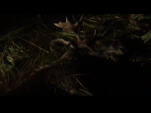 Wawa (curved sand) moose hunt - YouTube