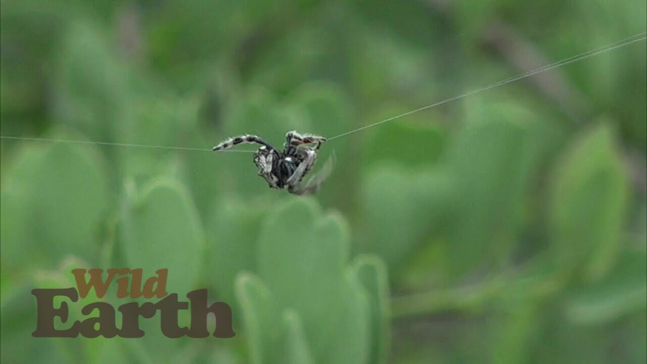 Darwin's Bark Spider - YouTube
