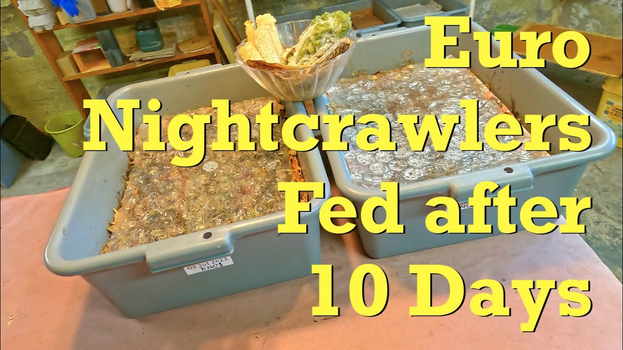 Euro nightcrawler worm bins' 7th feeding on day 79 - vermicompost - YouTube