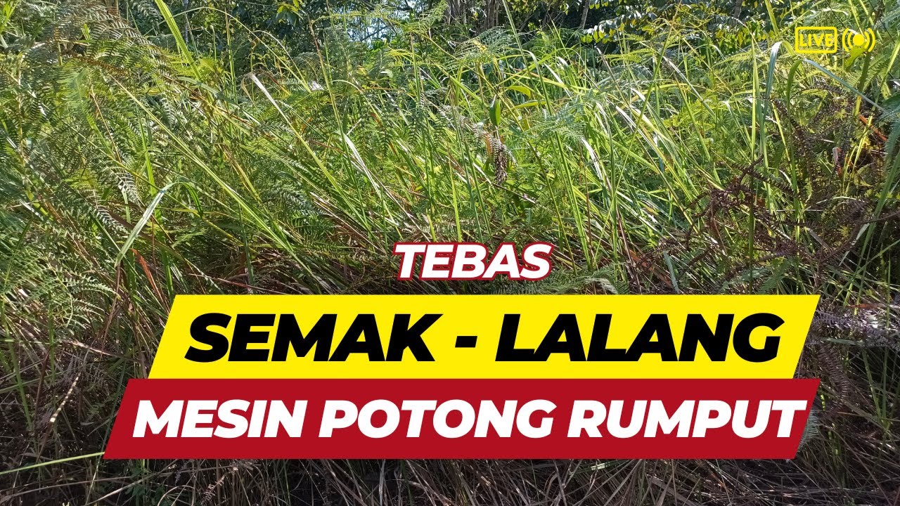 Mesin Potong Rumput menebas semak, gulma dan lalang tinggi - YouTube