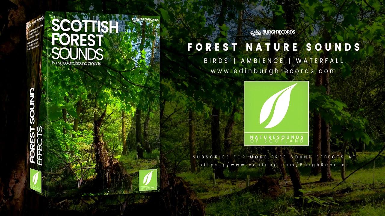 FREE Forest Ambient Nature Sounds Effect for Youtube Videos - Royalty ...