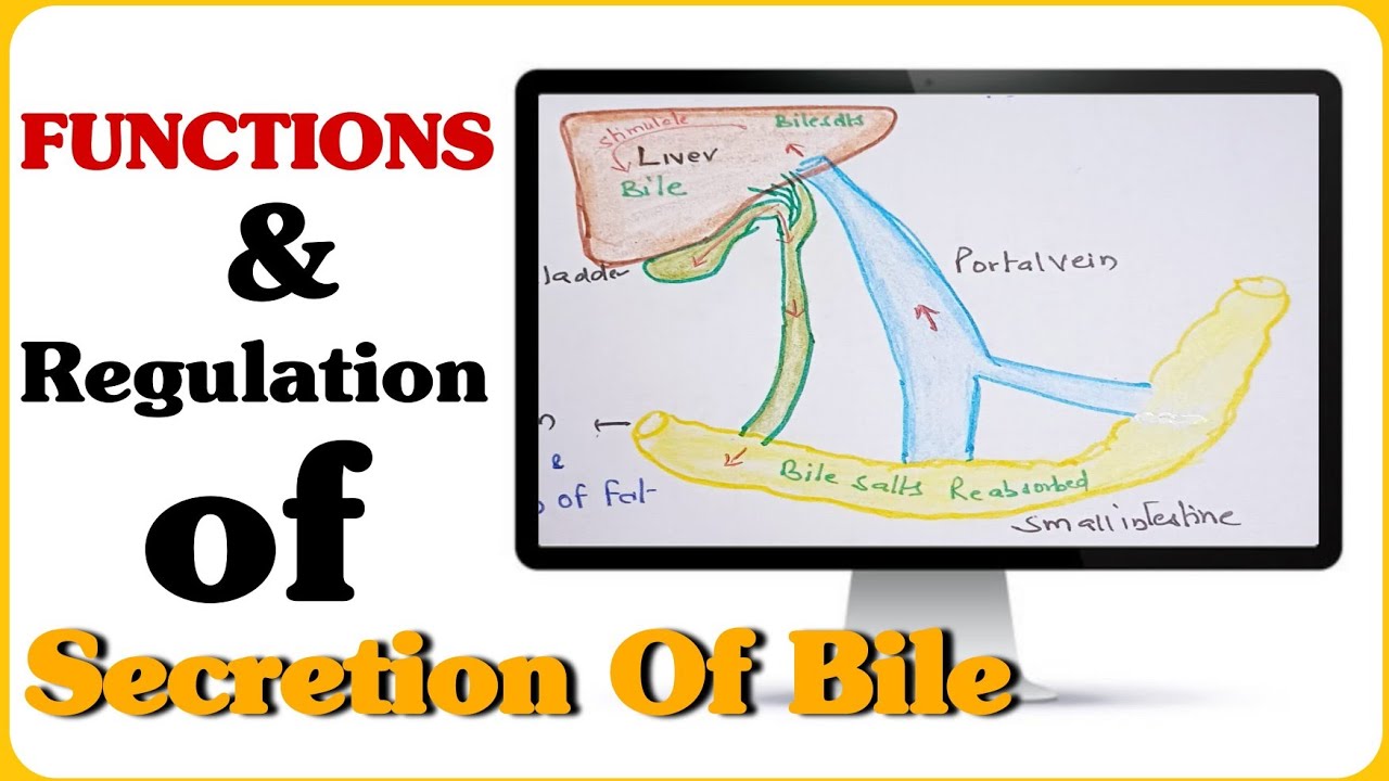 Bile Juice Functions and Regulation of Secretion ll Part -2 - YouTube