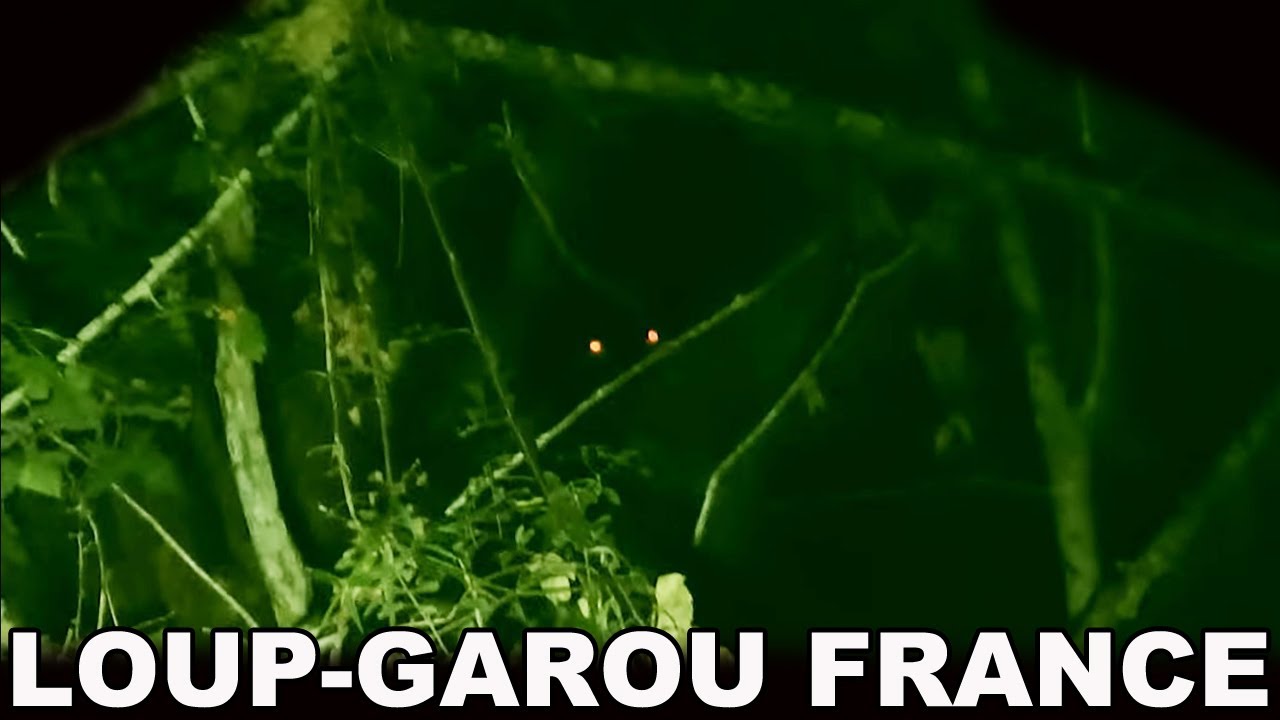 🐺 REPORTAGE : LES YEUX ROUGES DU LOUP-GAROU - LOUP-GAROU FRANCE ...