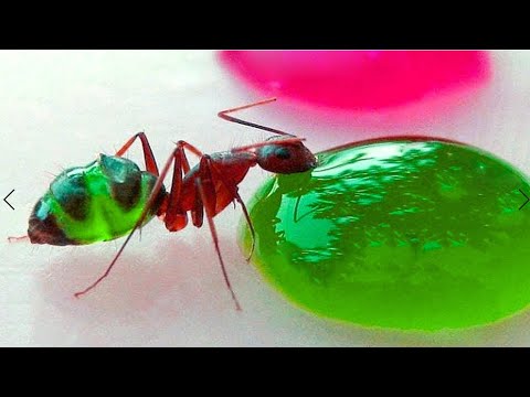 Ant Drinking Green Candy - YouTube