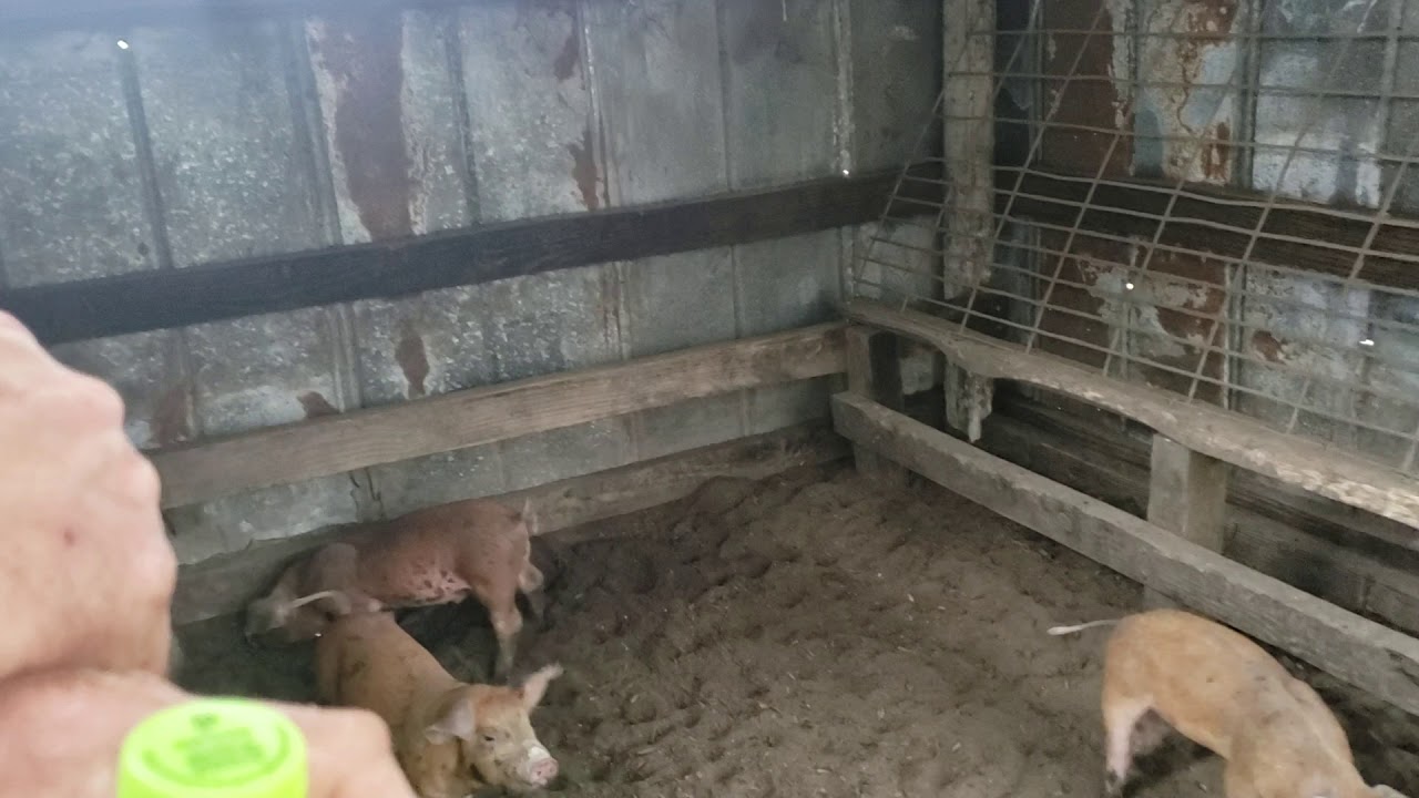 Beginner s Guide To Hog Shelters YouTube beginner-s-guide-to-hog-shelters-youtube