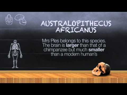 Motion graphic: Mrs Ples - YouTube