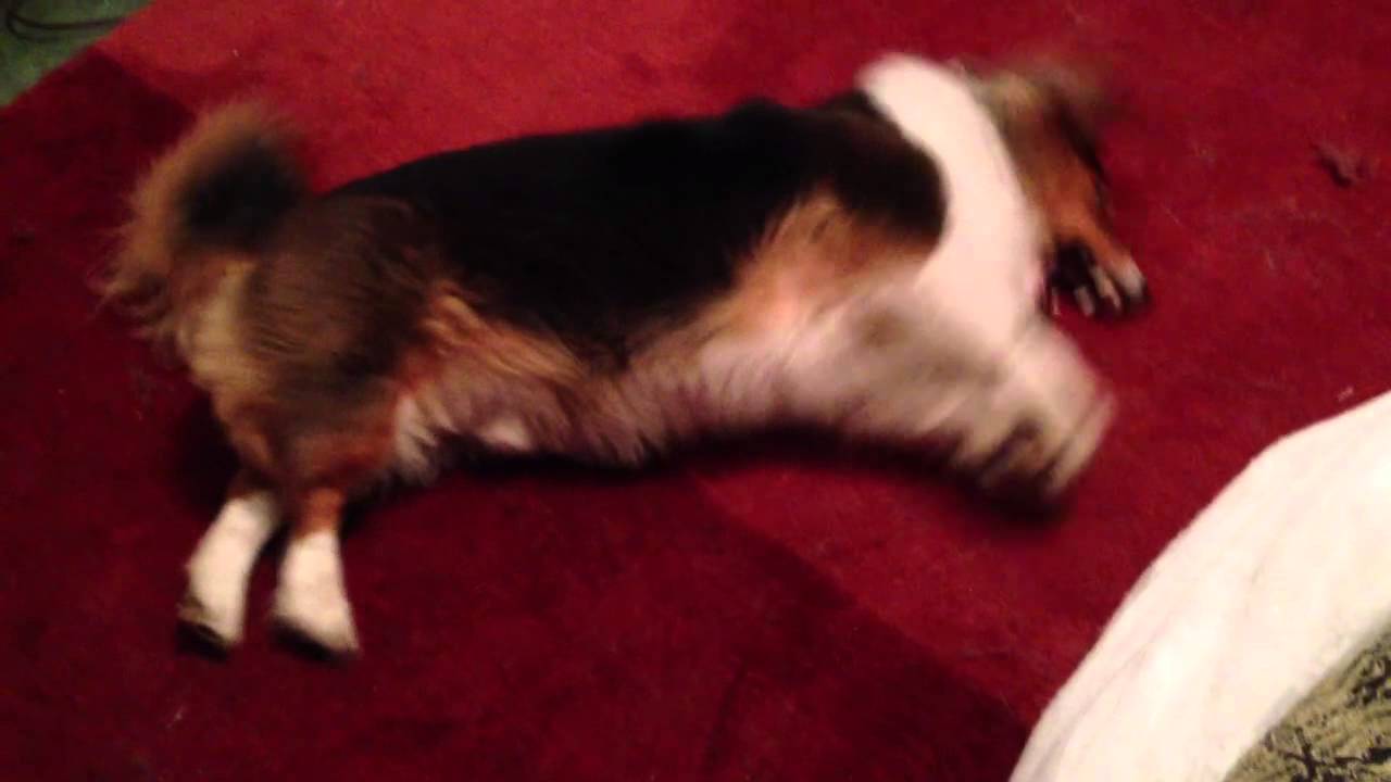Jack Sprout Fluffing - YouTube