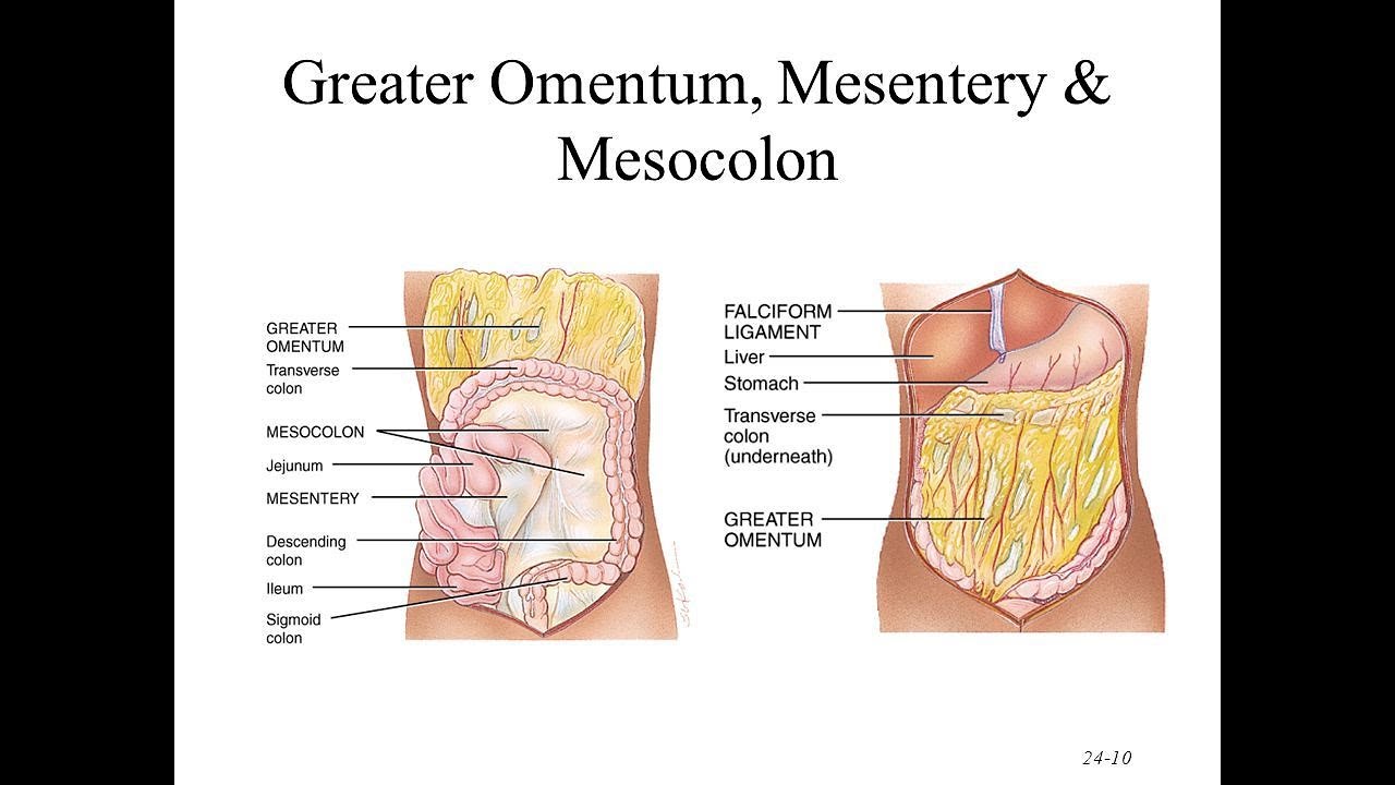Mesentery Vs Omentum Peritoneum