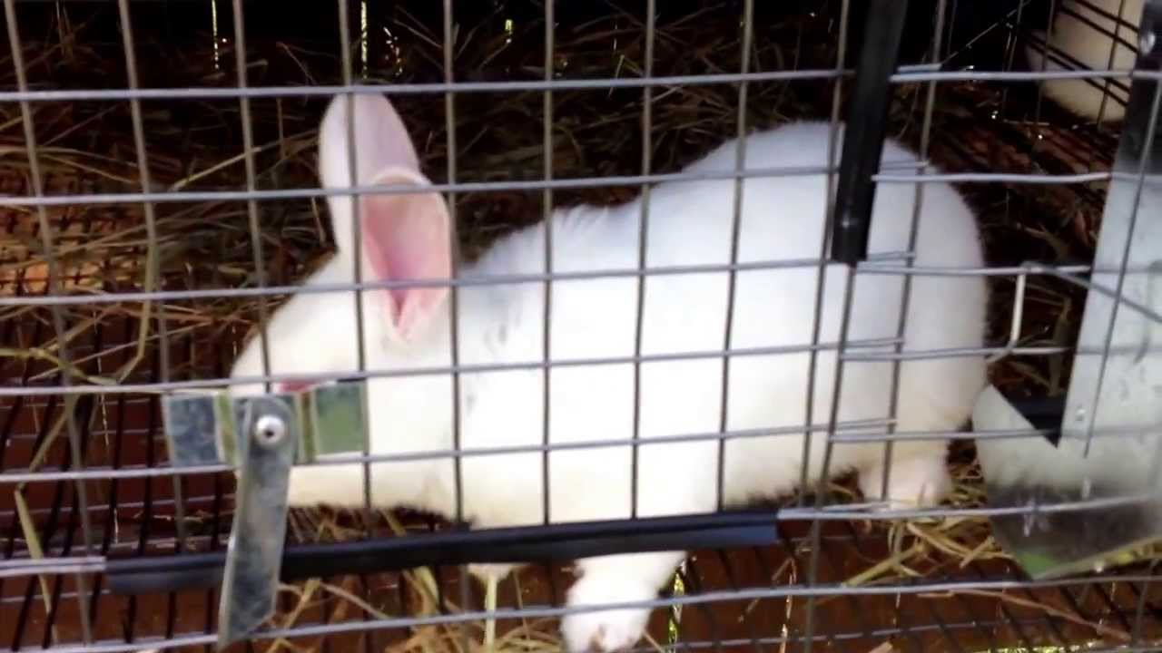 Homestead update, rabbits, chickens, garden! - YouTube