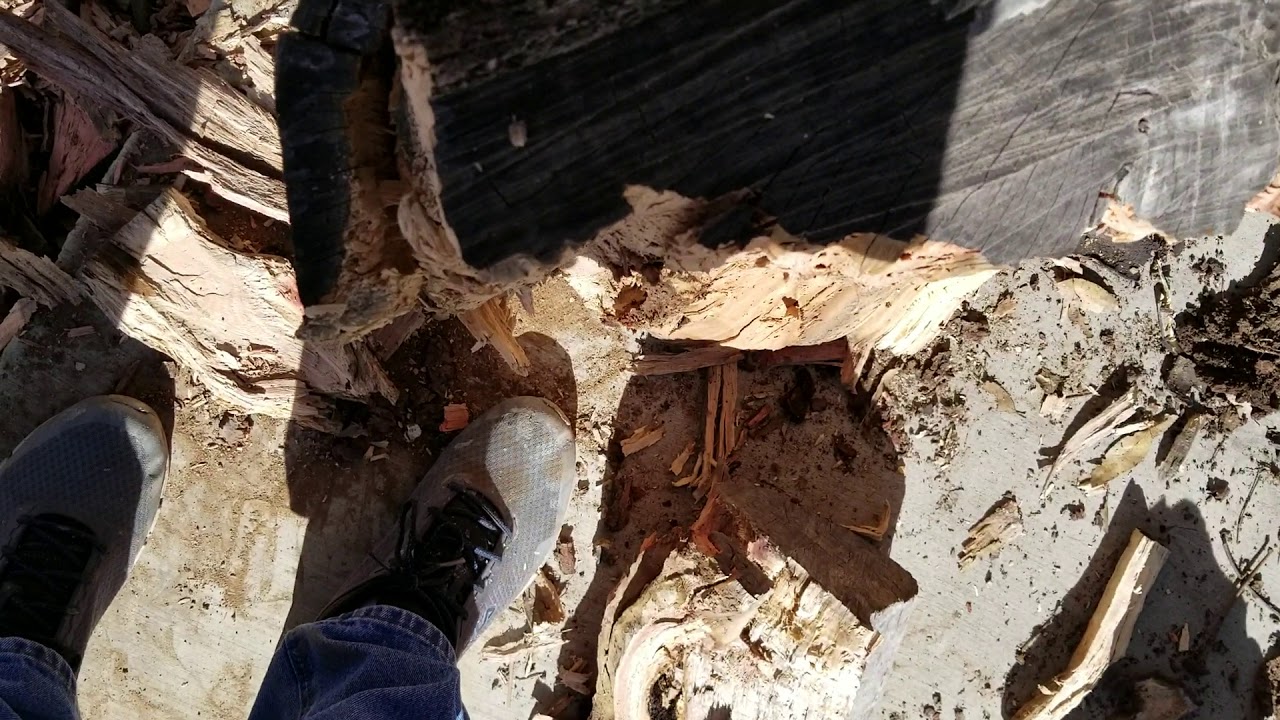 Extreme log splitting tree stumps oversized logs DHT log splitter - YouTube