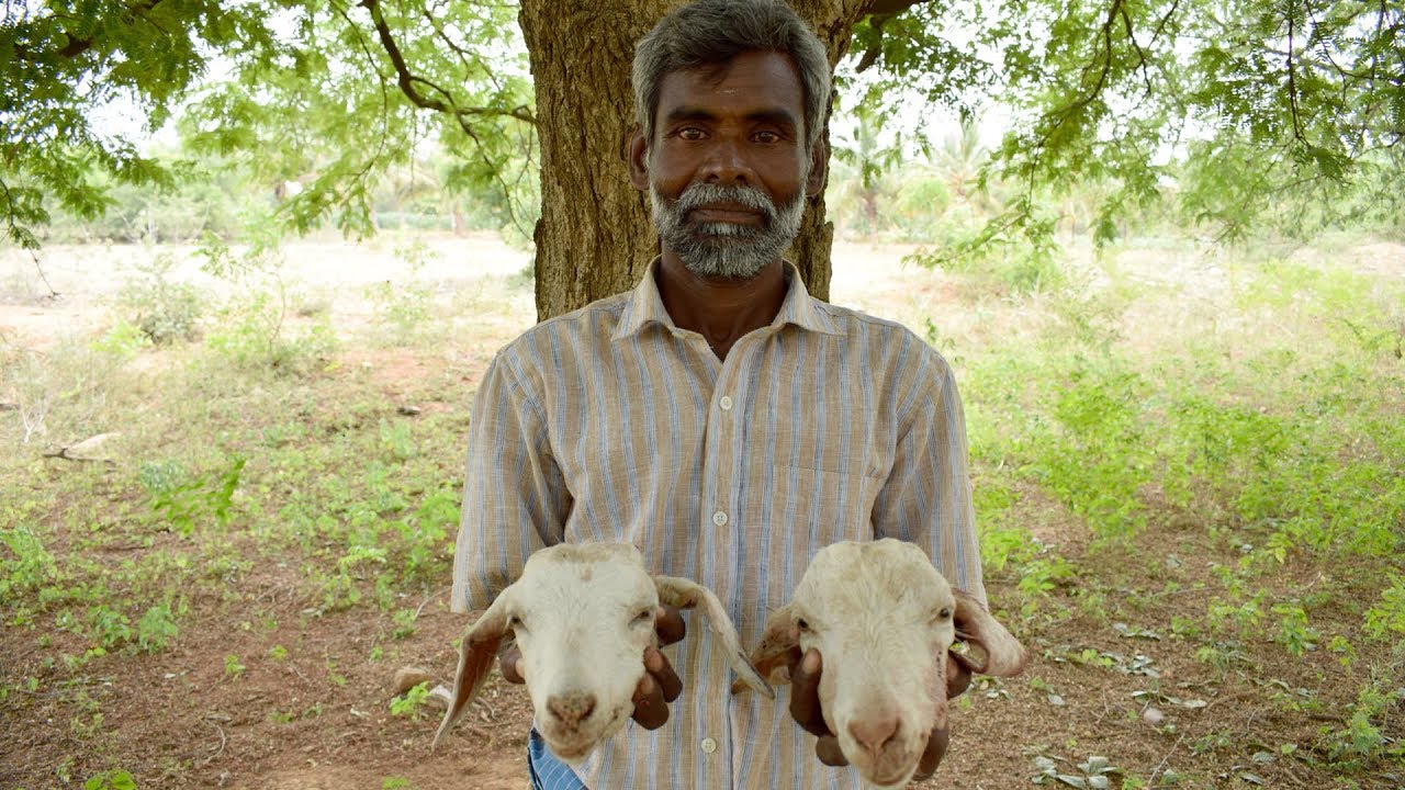 Village Style Cooking Two Goat Head Fry On Clay Pot | Wild Food - YouTube