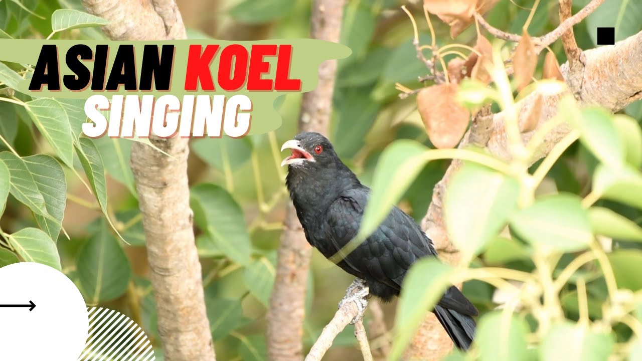 Asian Koel Sound Effect | Koel bird singing sound | Common Koel singing ...