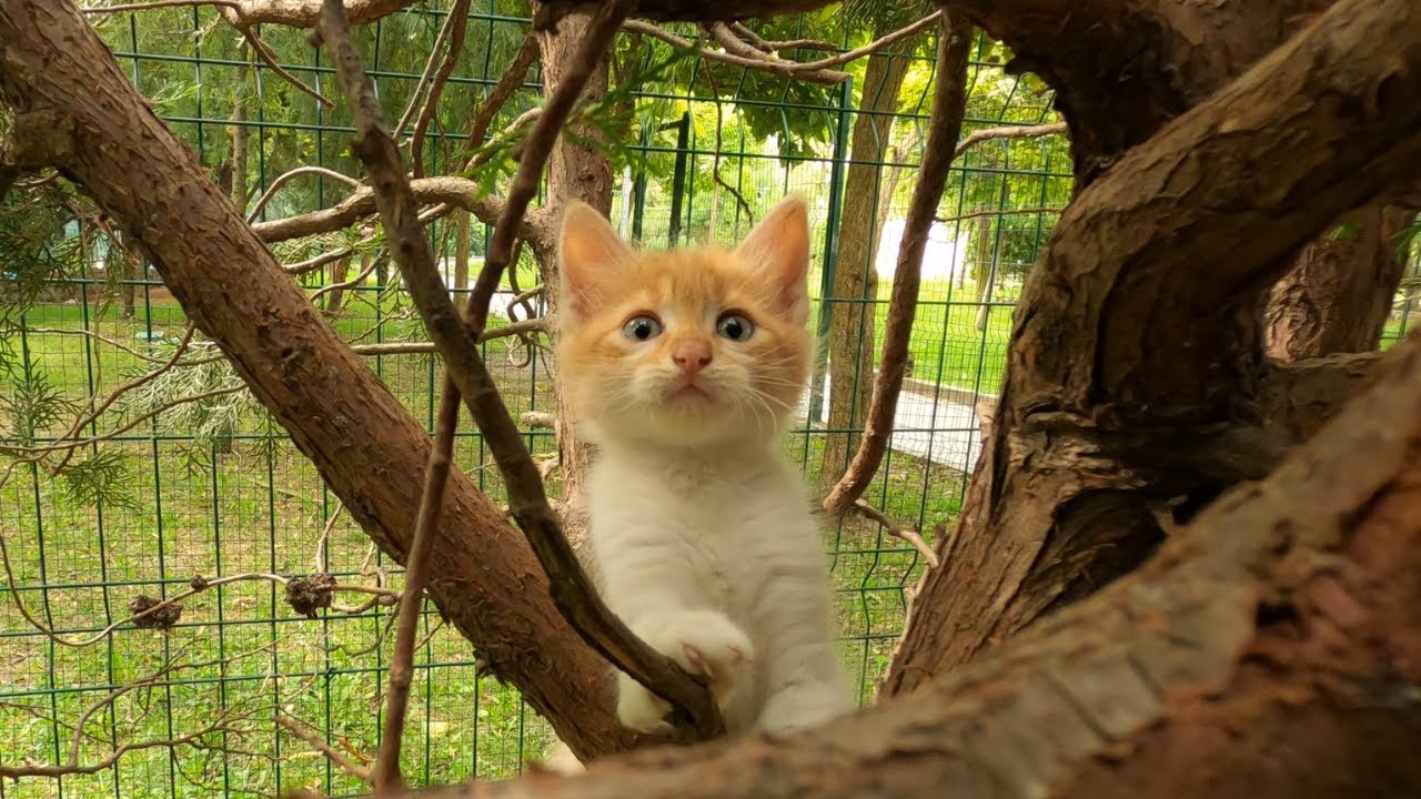 Kitten climbing an 11 kitten high tree - YouTube