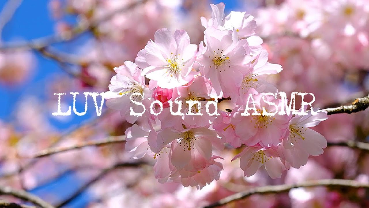ASMR Spring Ambience🌸 ㅣCherry Blossom Trees🌳 ㅣ ASMR Ambience 🌸ㅣBird ...