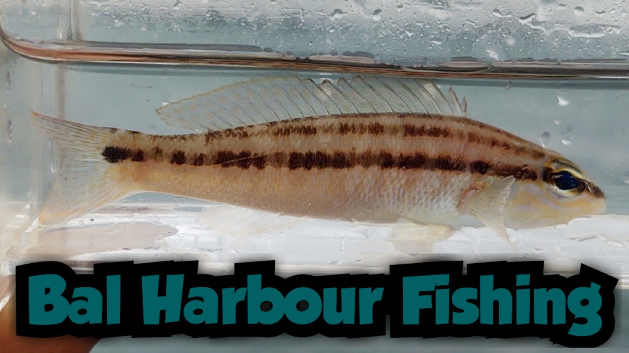 A New Species Surprises Me at Bal Harbour | Bal Harbour Fishing - YouTube