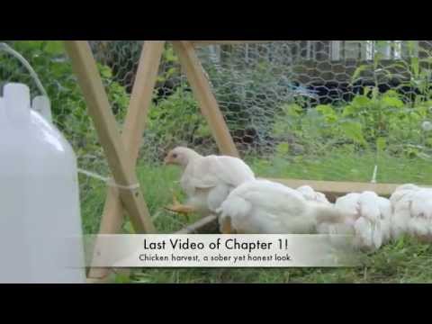Chicken Processing, Explained and detailed. - YouTube