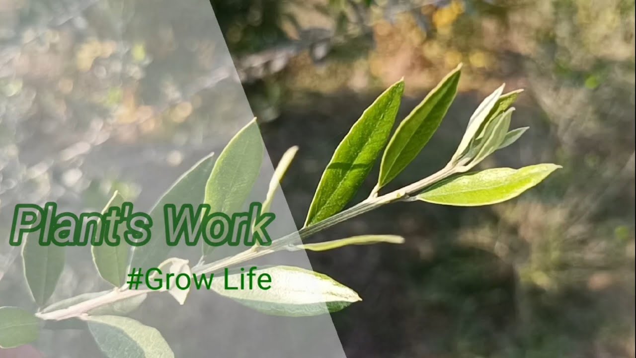 Olive plants propagation with cuttings - YouTube