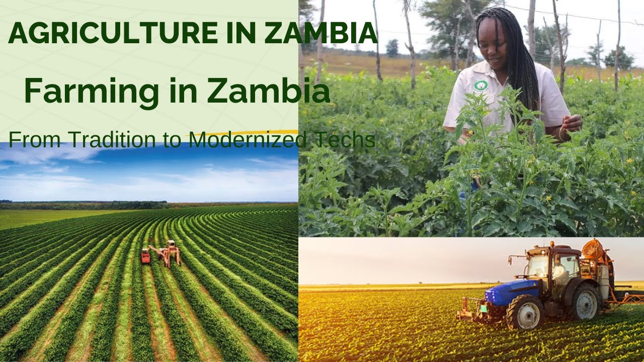 Agriculture in Zambia: Farming in Zambia - YouTube