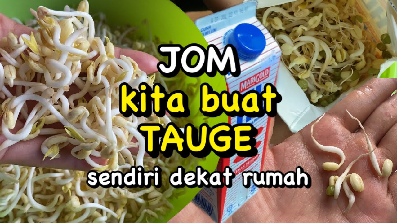 cara buat tauge guna kotak susu hasilnya dapat tauge penuh sebesen ...