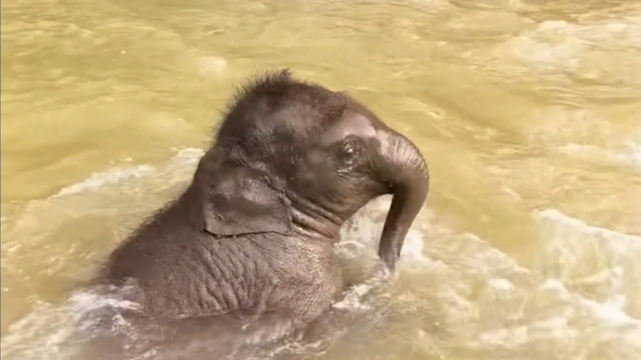 Pack Your Trunks! Baby Elephant Swim Time! - YouTube