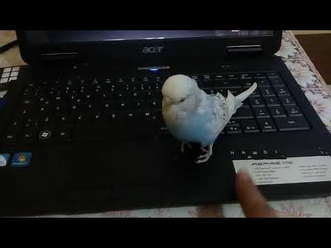 İsmail YK şarkısıyla öten kuş