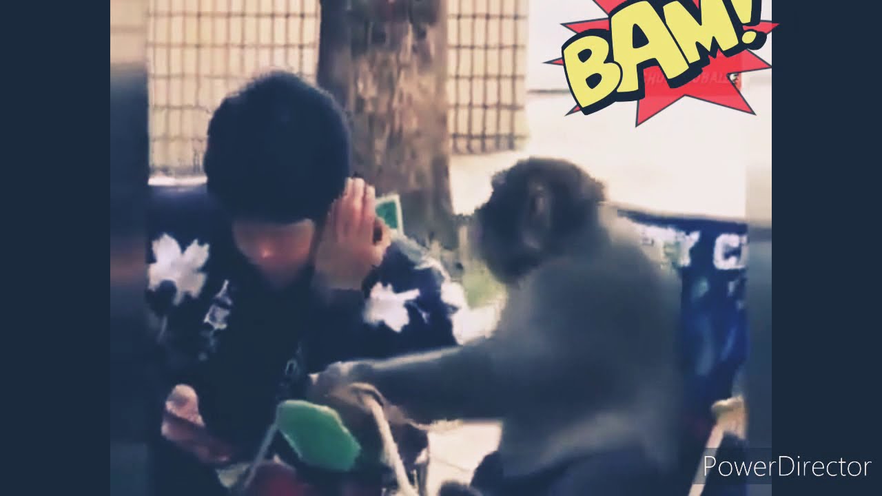 ha ha ha monkey comedy🤣🤣😂 - YouTube