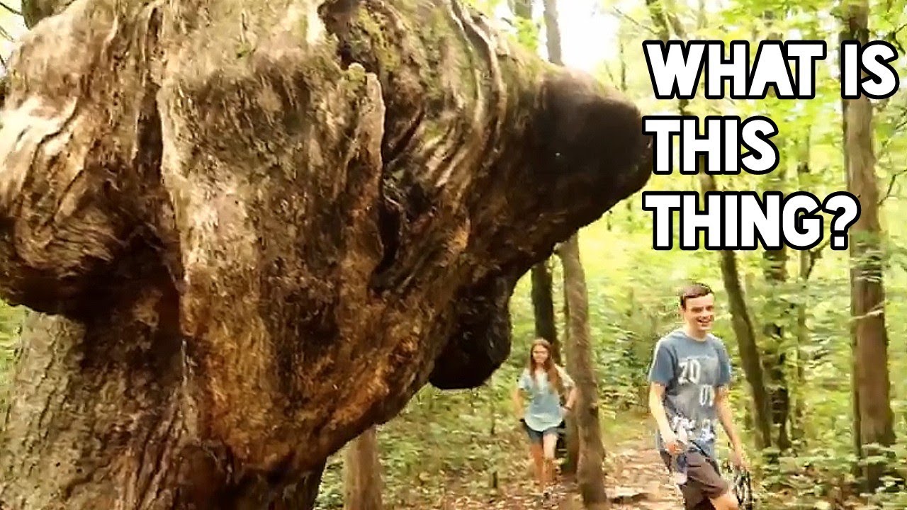 Getting Into A Sticking Situation At Jackson Cave/ Hiking At Cedars Of ...