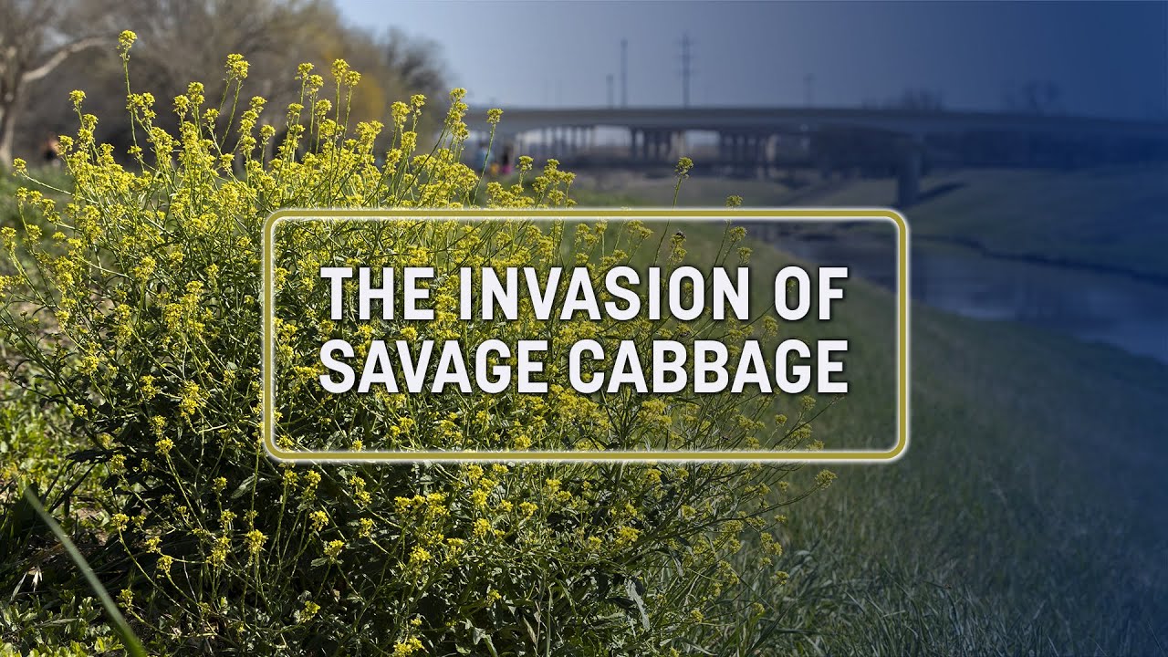 The Invasion of Savage Cabbage - YouTube