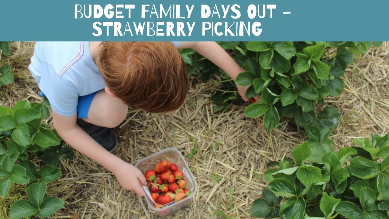 Cattows Farm Strawberry Picking East Midlands 2020 Pick your own farm ...