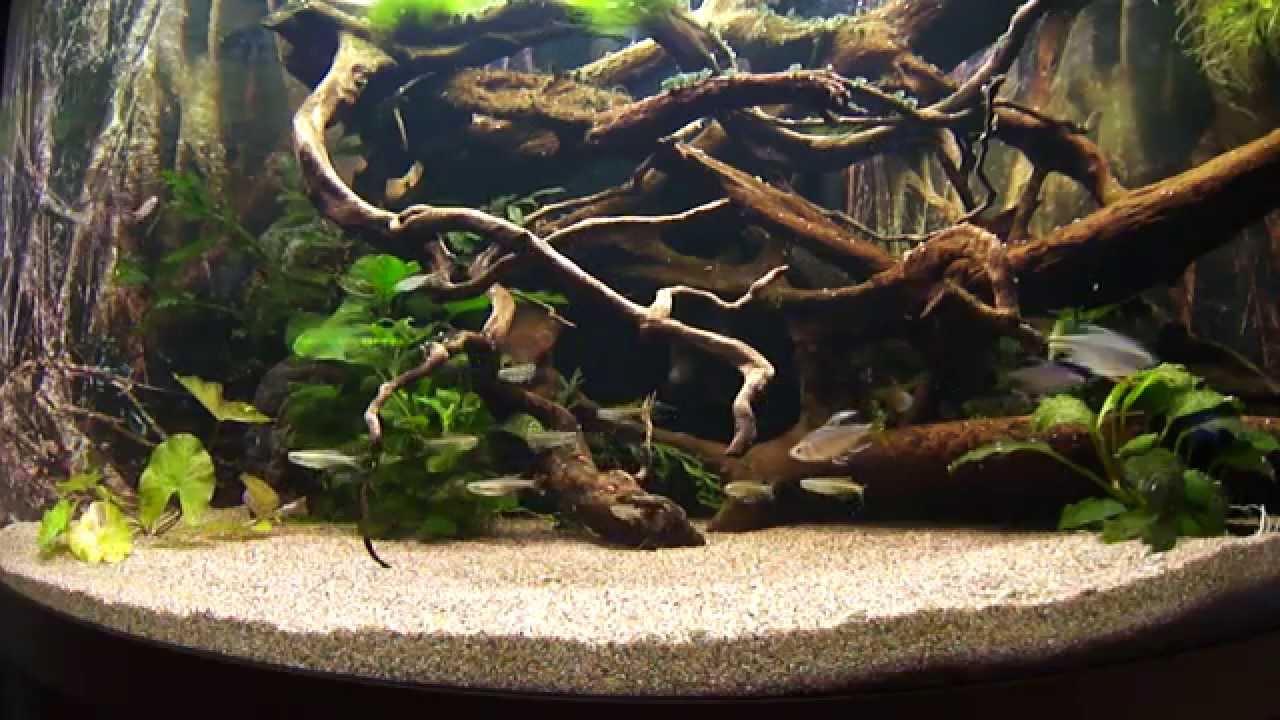 Denticeps clupeoides - YouTube