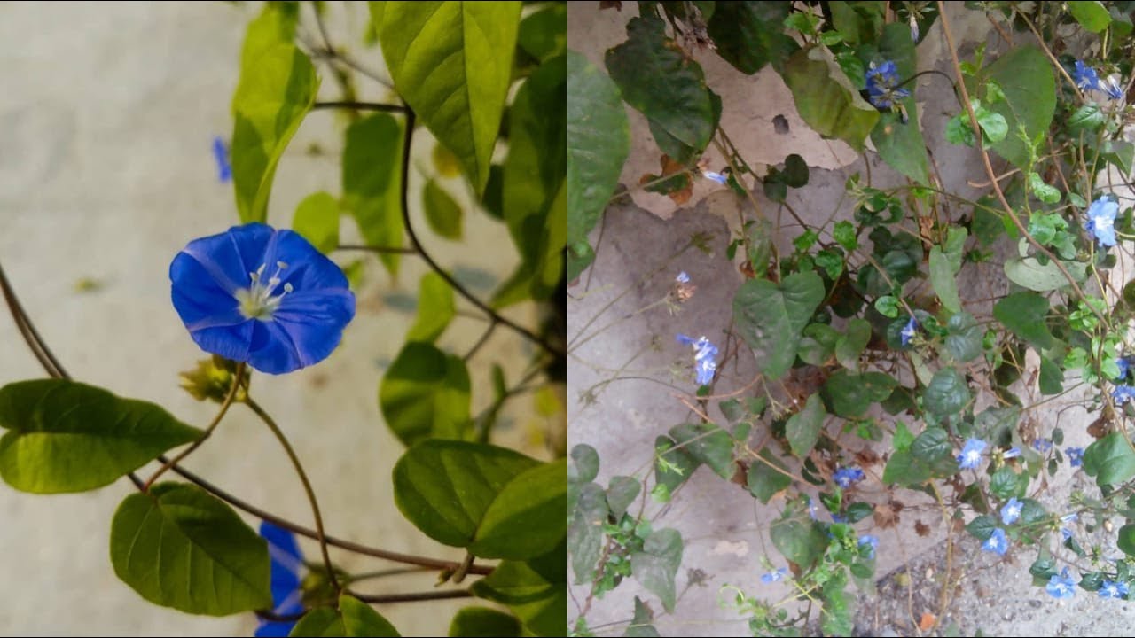 How to grow sky blue cluster vine from cutting - YouTube