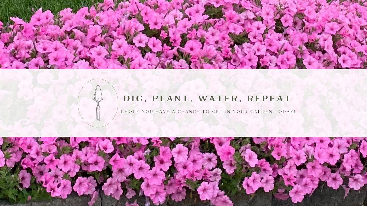 Dig, Plant, Water, Repeat Live Stream - YouTube