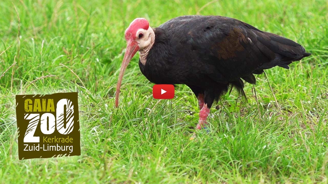 GaiaZOO: de kaalkop ibis - YouTube