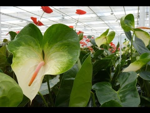 Anthura -World of Anthuriums and Orchids in HD1080 - YouTube