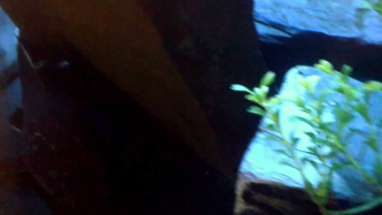 12 inch black devil catfish target feed mussels... and friends. - YouTube