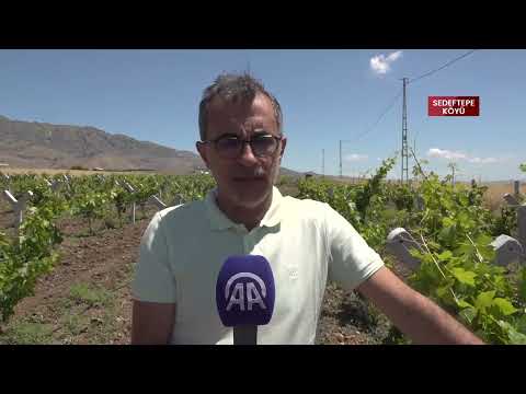 ATIL ARAZİYİ ÜZÜM BAHÇESİNE DÖNÜŞTÜRDÜ