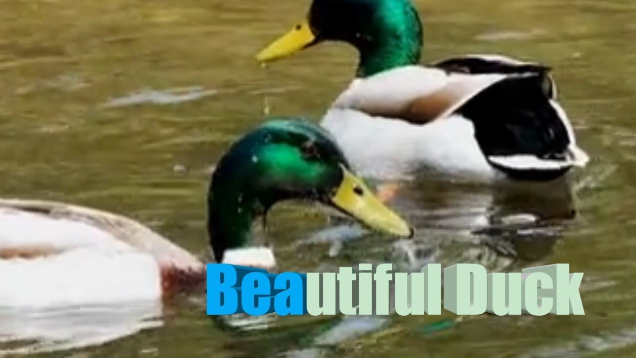Ducks and swans beautiful animals of the universe. - YouTube