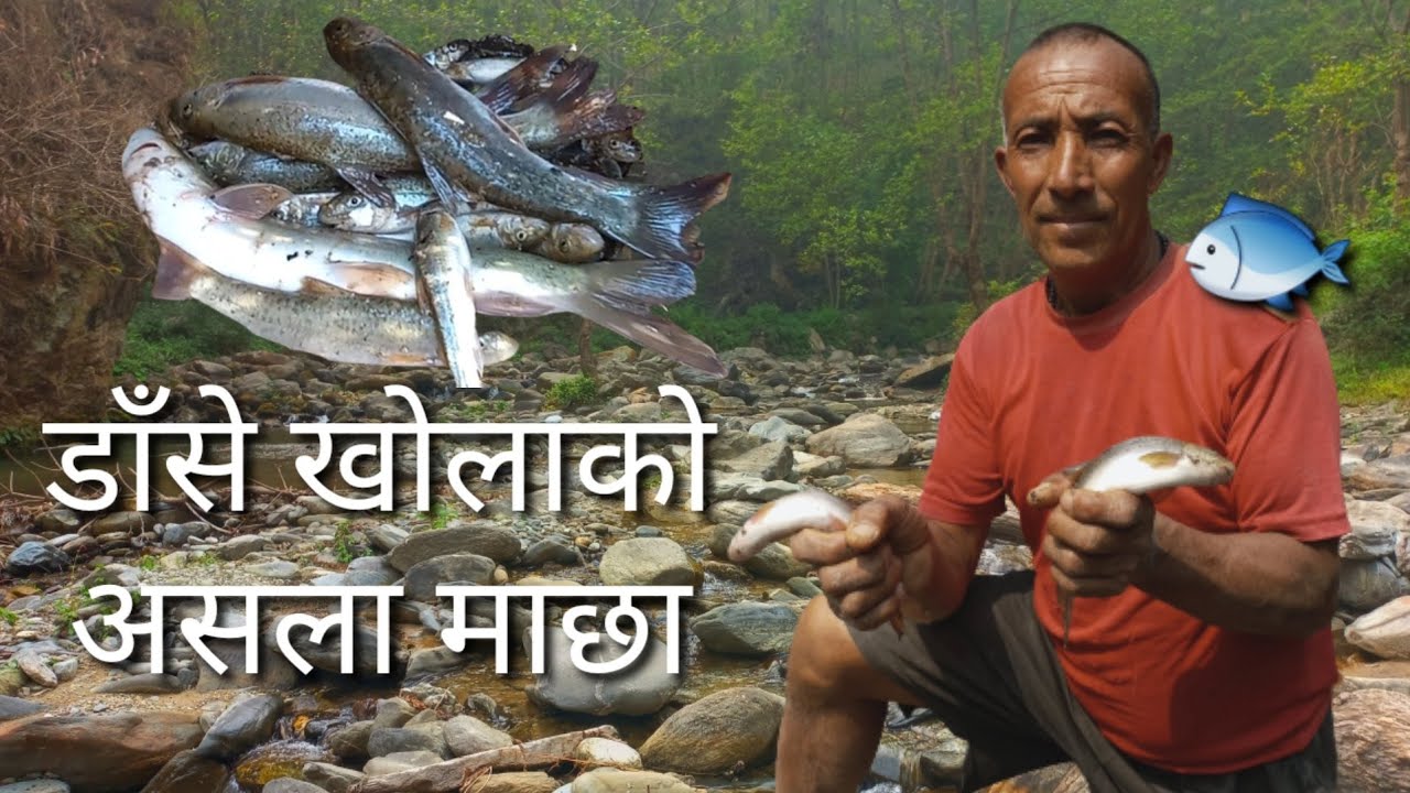 खोलै सुकाएर माछा मार्दै || डाँसे खाेलाकाे असला माछा || Traditional ...