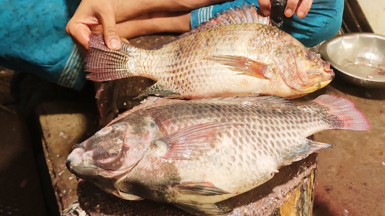 Amazing Tilapia Fish Cutting Skills In Bangladesh Fish Market II ...