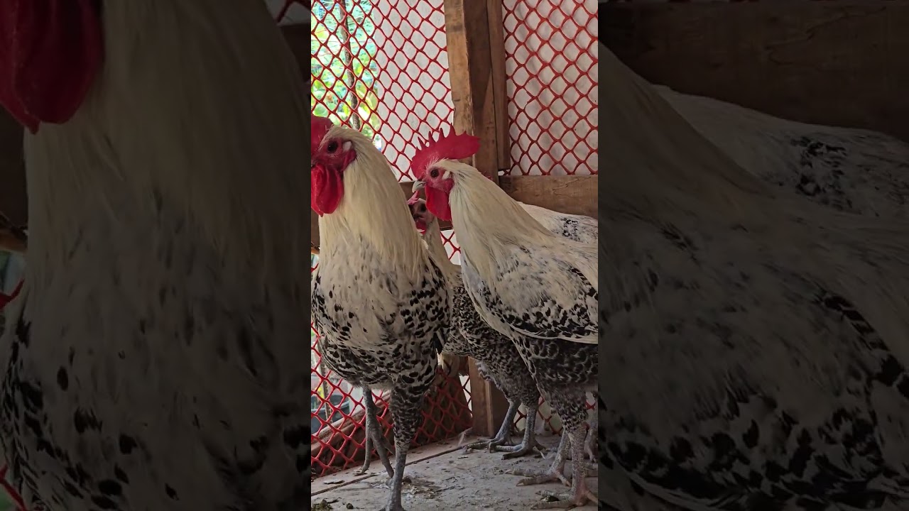 Egyptian Fayoumis Rooster Crowing - ComPetSport