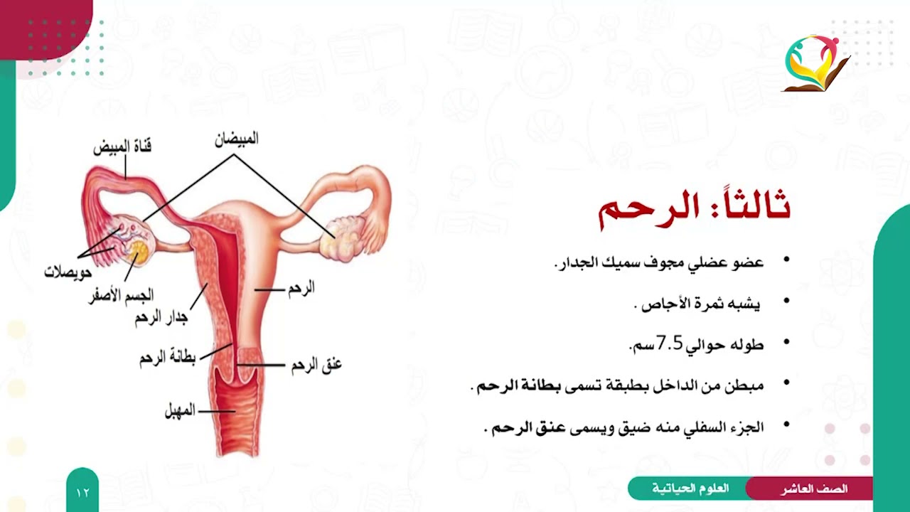 العلوم الحياتية الصف العاشر الجهاز التناسلي الأنثوي Youtube