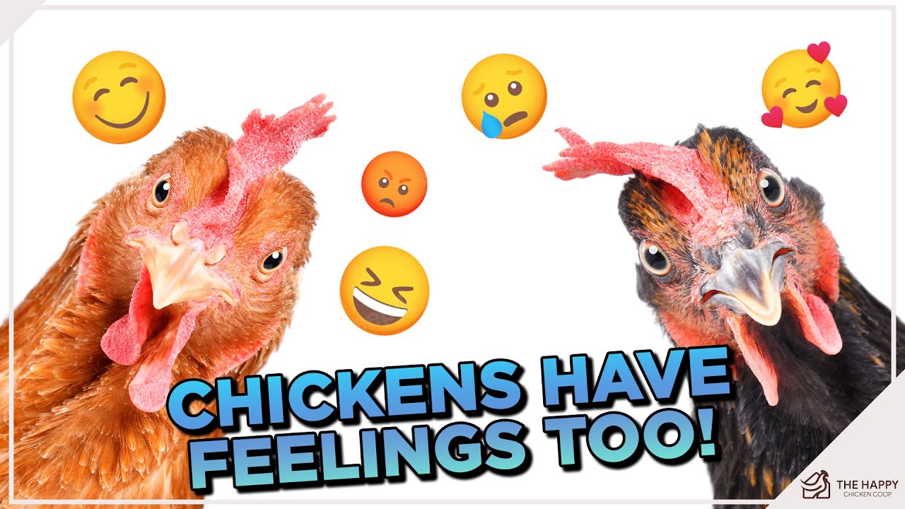Chickens Have Feelings Too: The Emotional World of Poultry - YouTube