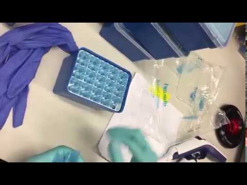 Pipette Tip Filling Tutorial - YouTube