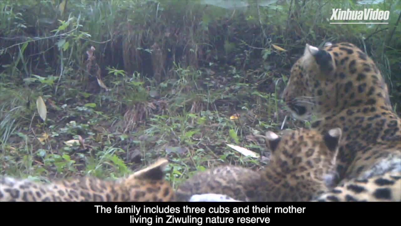 Wild leopard family spotted in NW China's Shaanxi - YouTube