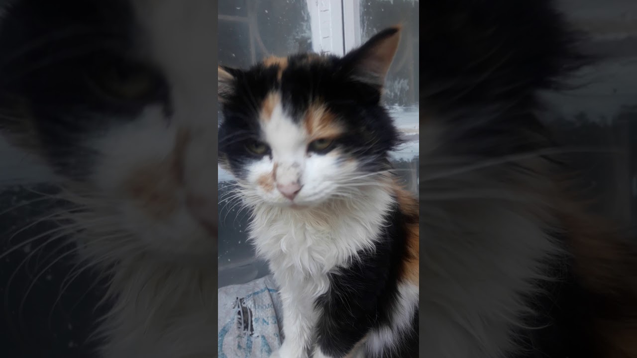 Outdoor Cat Meowing| cat stretching |Cat wake up - YouTube