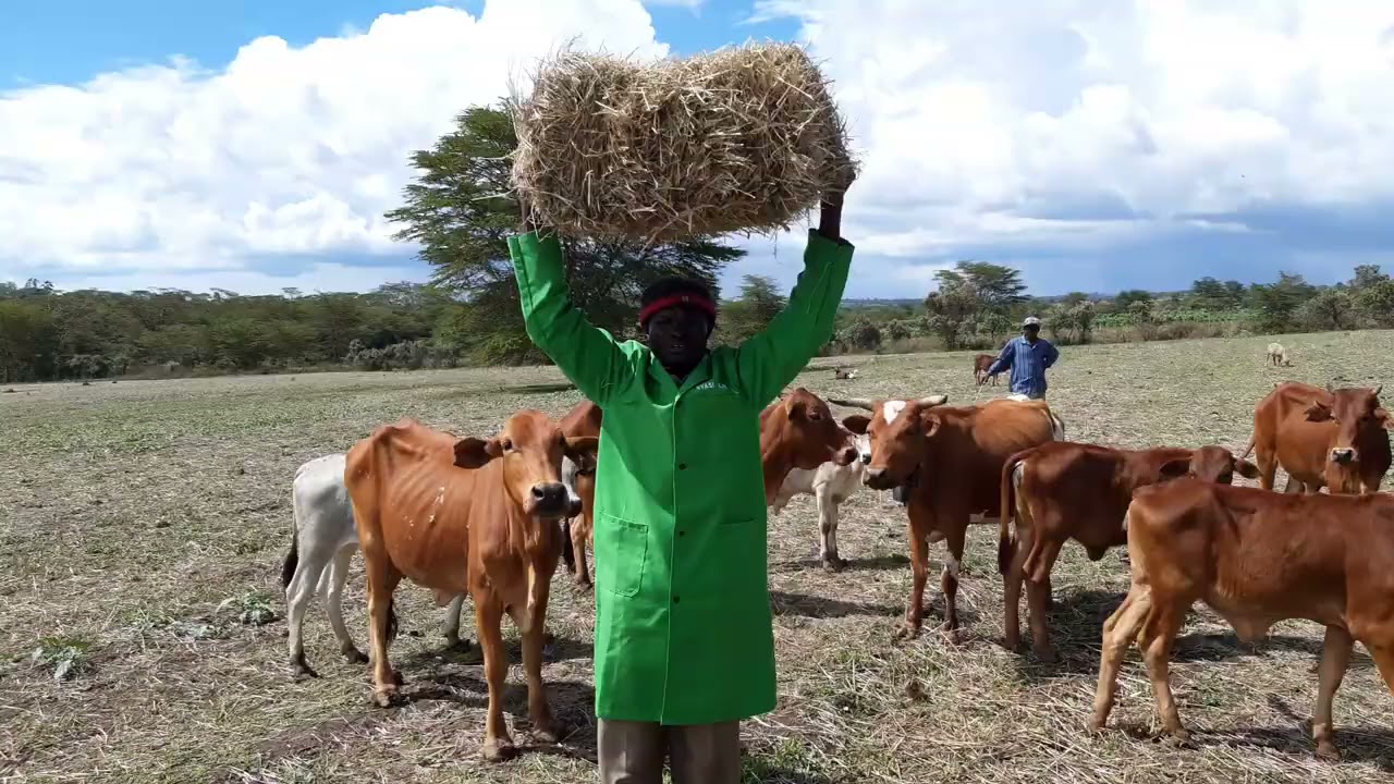 Boma Rhode hay in (Chloris Gayana) kenya 0700007552 We sell Quality ...