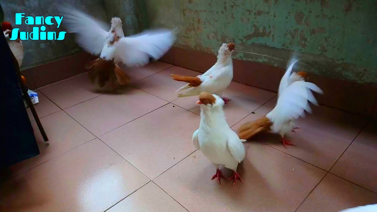 My Lovely Fancy Pigeon | American Yellow Helmet - YouTube