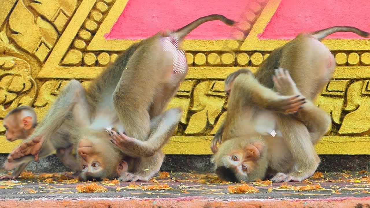 So funny...Hey, Monkey Sarika you play with baby monkey Saro or the ...