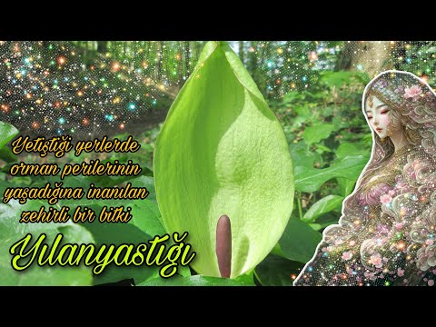 Yılanyastığı - Arum Maculatum