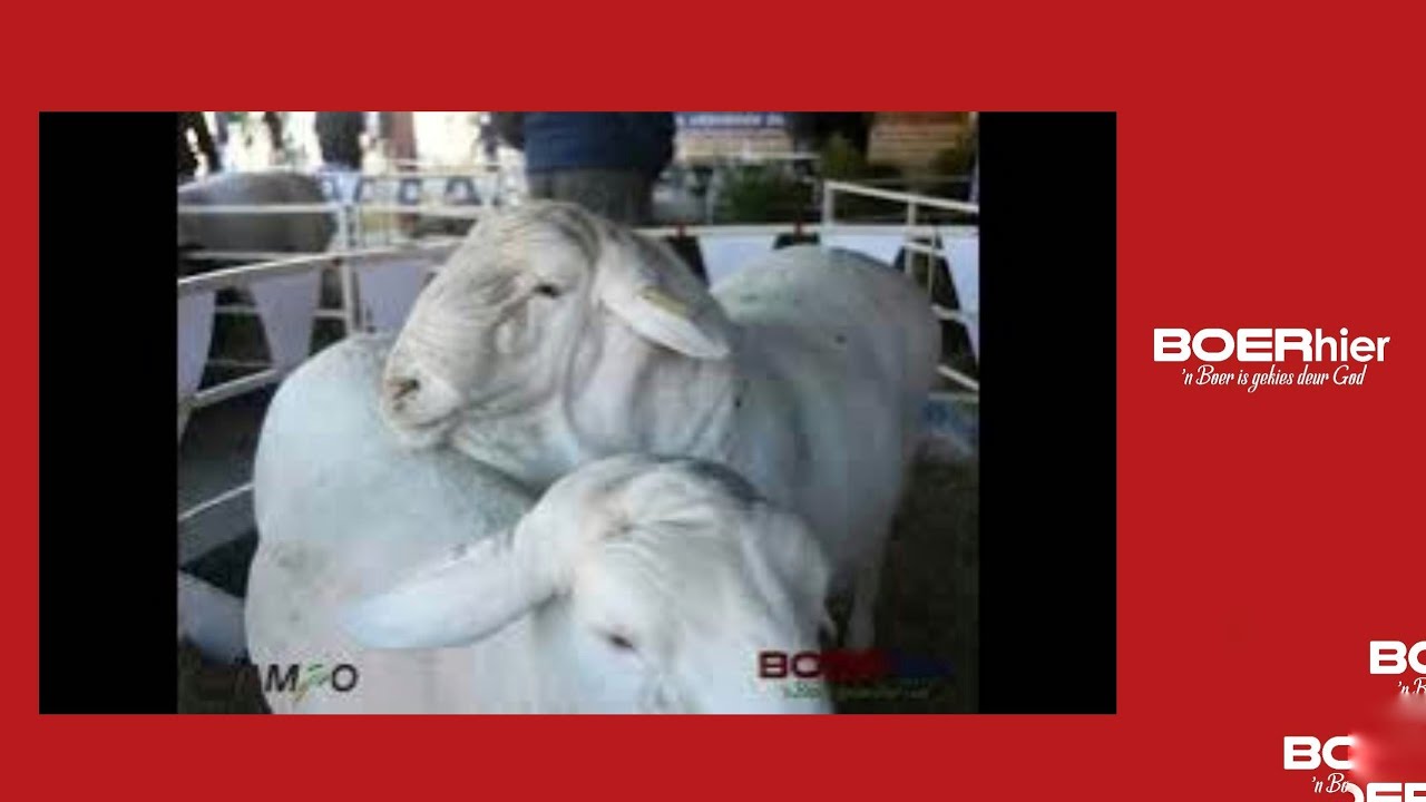 Van Rooy Sheep Interview at Nampo 2023 - YouTube